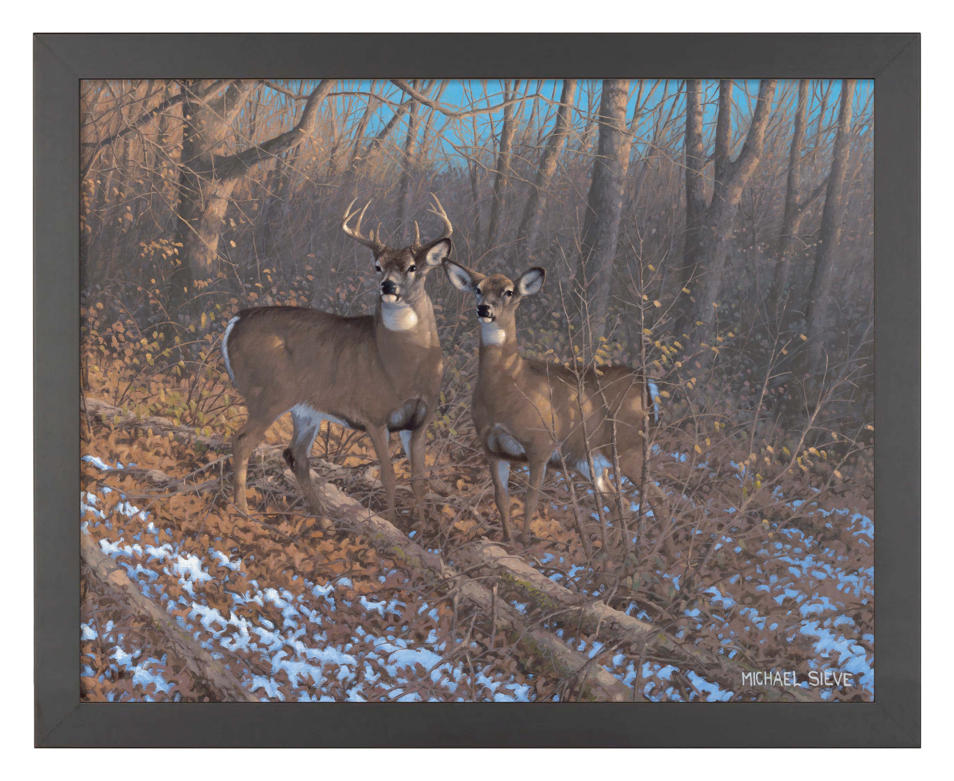 Morning Sun - Whitetail Deer - Art Prints Art Prints from Wild Wings